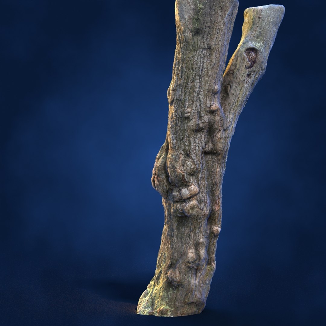 Tree Chestnut Trunk 3d Model