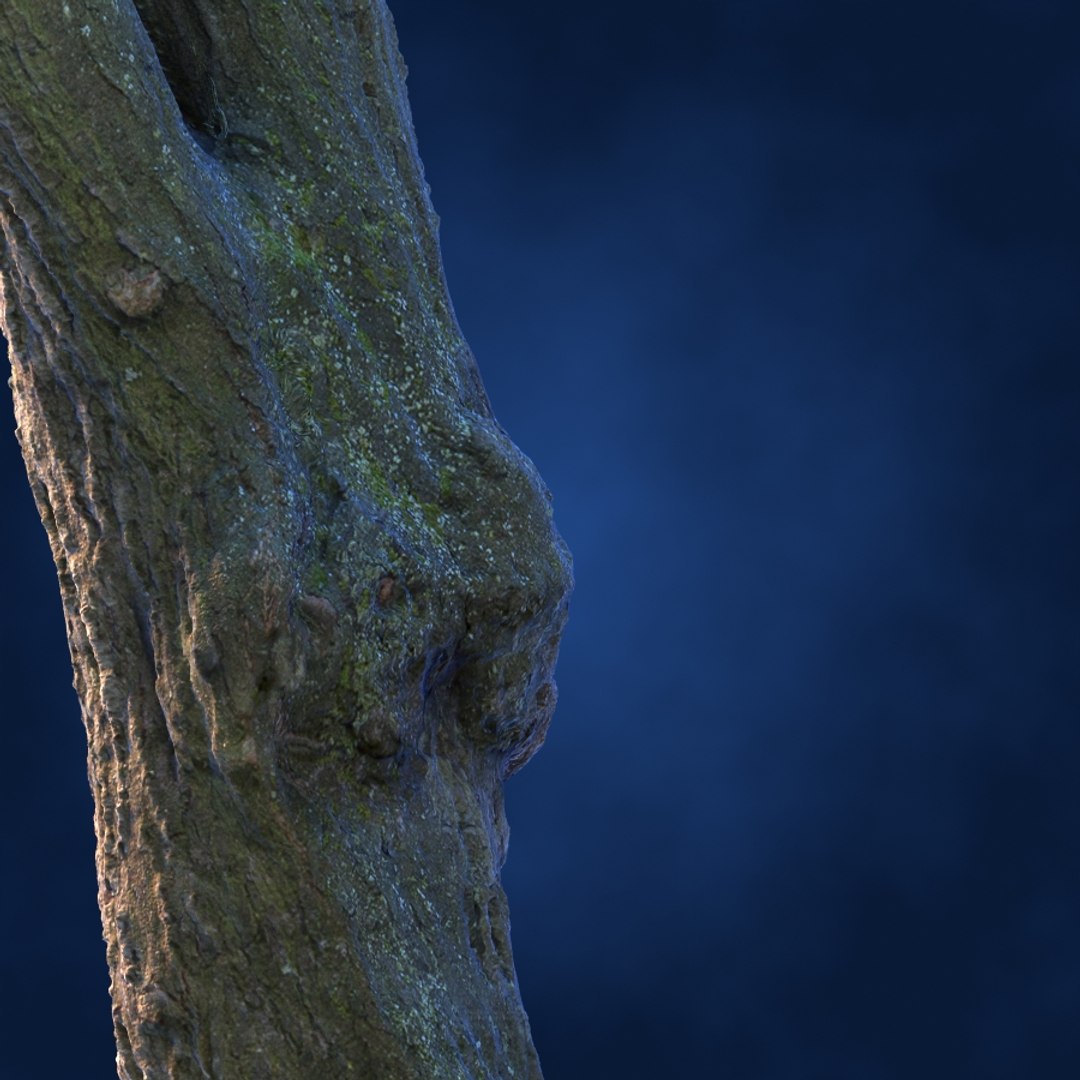 Tree Chestnut Trunk 3d Model