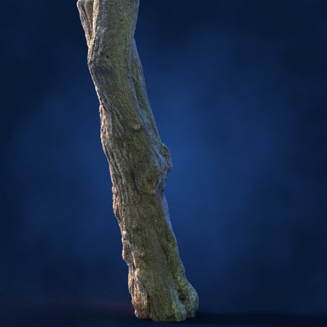 Tree Chestnut Trunk 3d Model