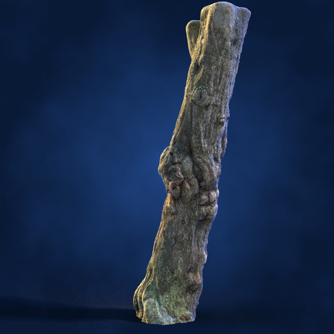 Tree Chestnut Trunk 3d Model