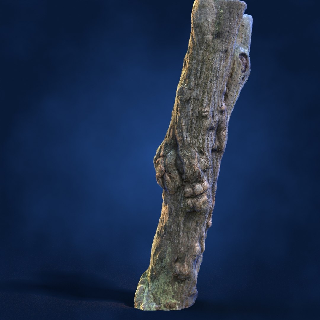 Tree Chestnut Trunk 3d Model