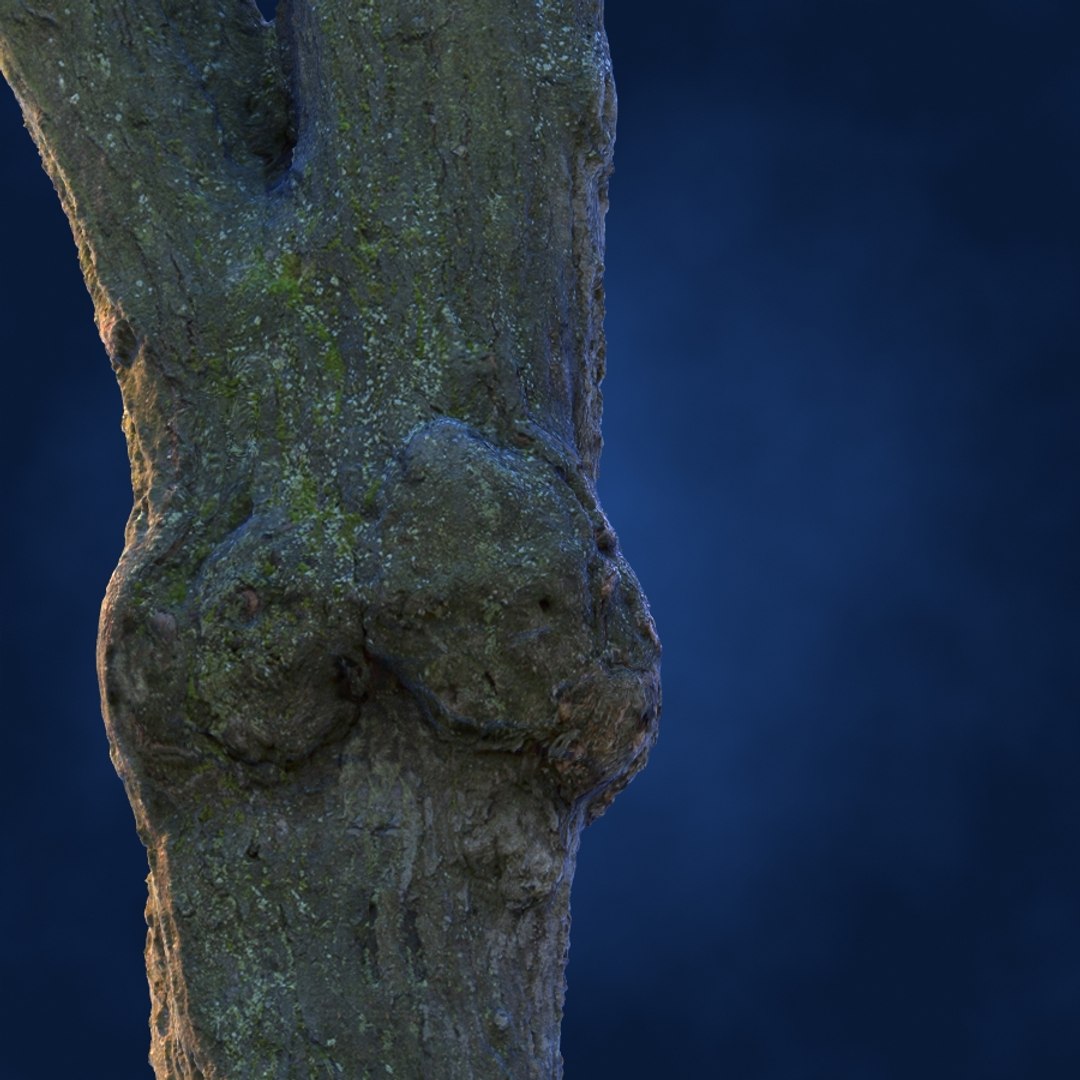 Tree Chestnut Trunk 3d Model