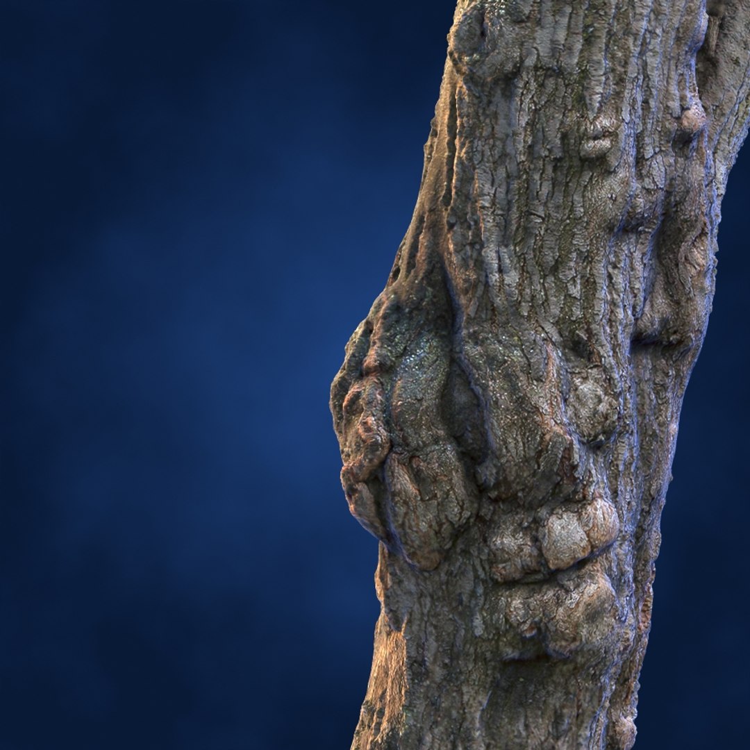 Tree Chestnut Trunk 3d Model