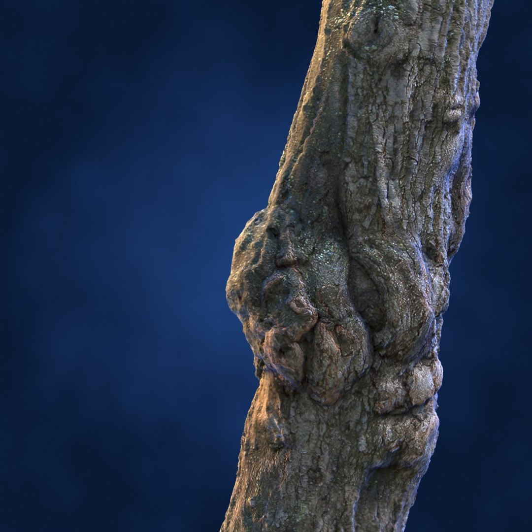Tree Chestnut Trunk 3d Model