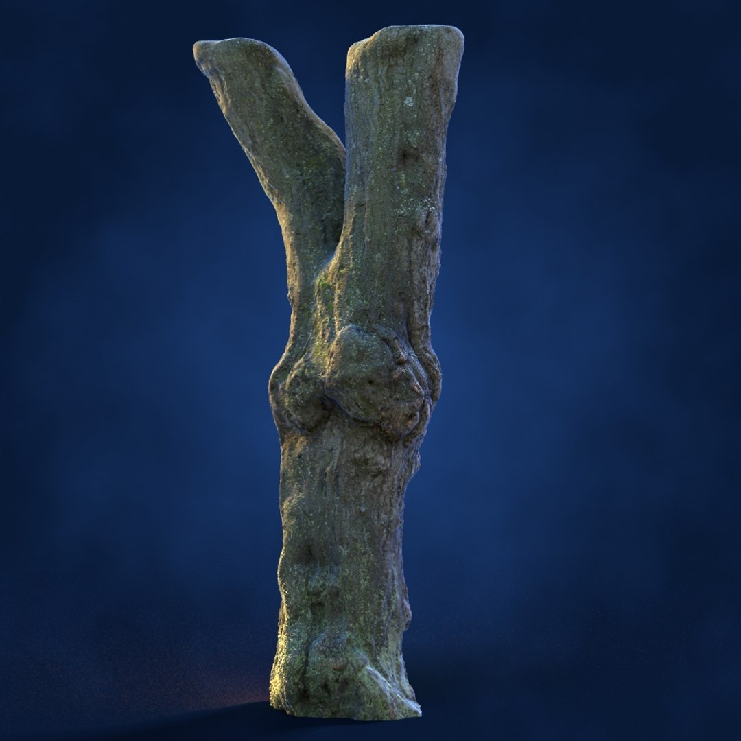 Tree Chestnut Trunk 3d Model