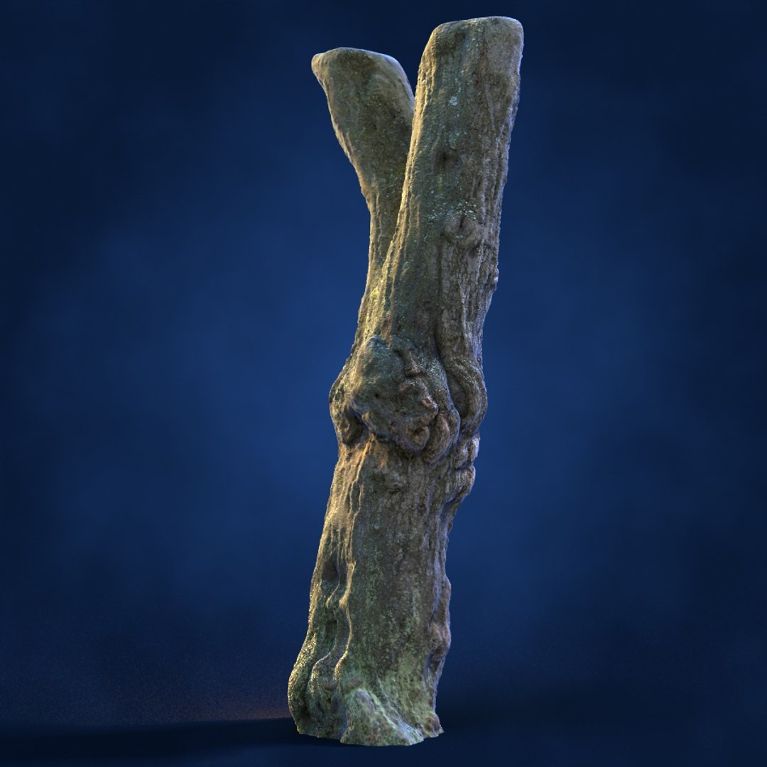 Tree Chestnut Trunk 3d Model