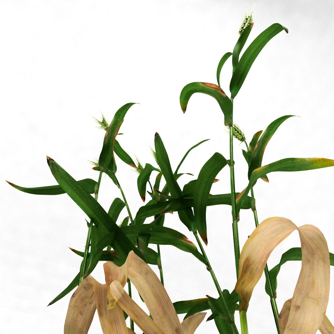 3d wheat plant model