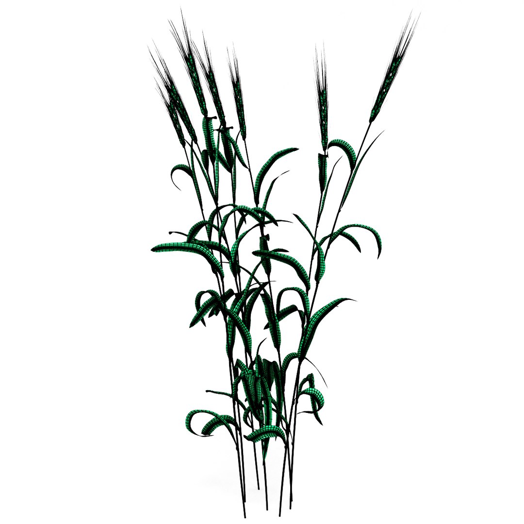 3d wheat plant model