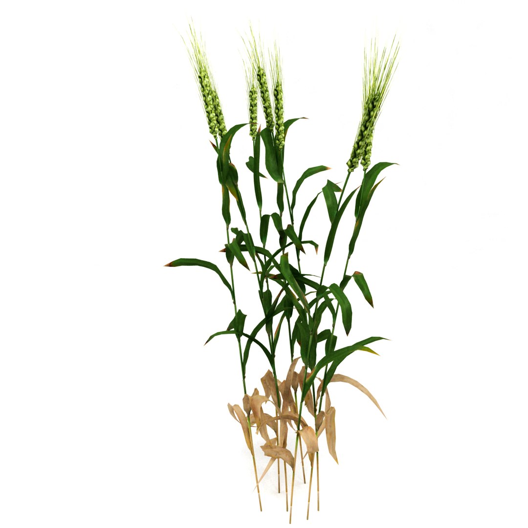 3d wheat plant model