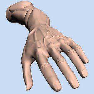 Hand 3D Models for Download | TurboSquid