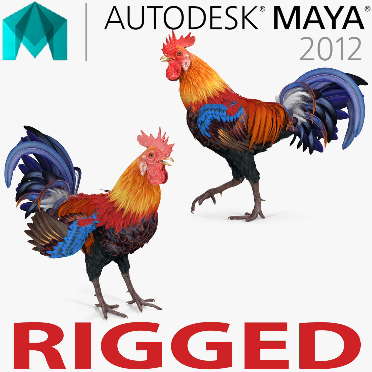 3d rooster rigged