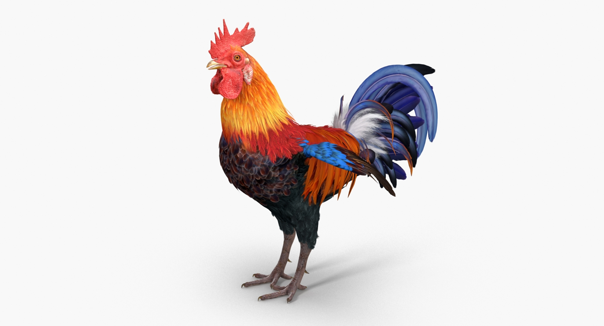 3d Rooster Rigged