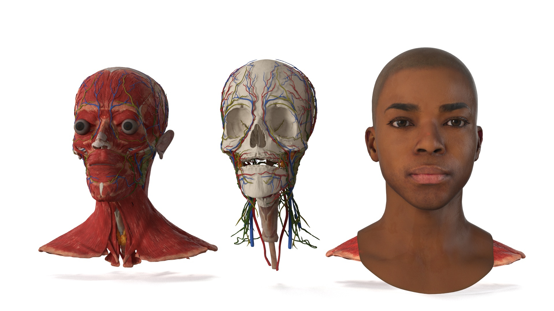 Man Head Anatomy 3D - TurboSquid 2286837