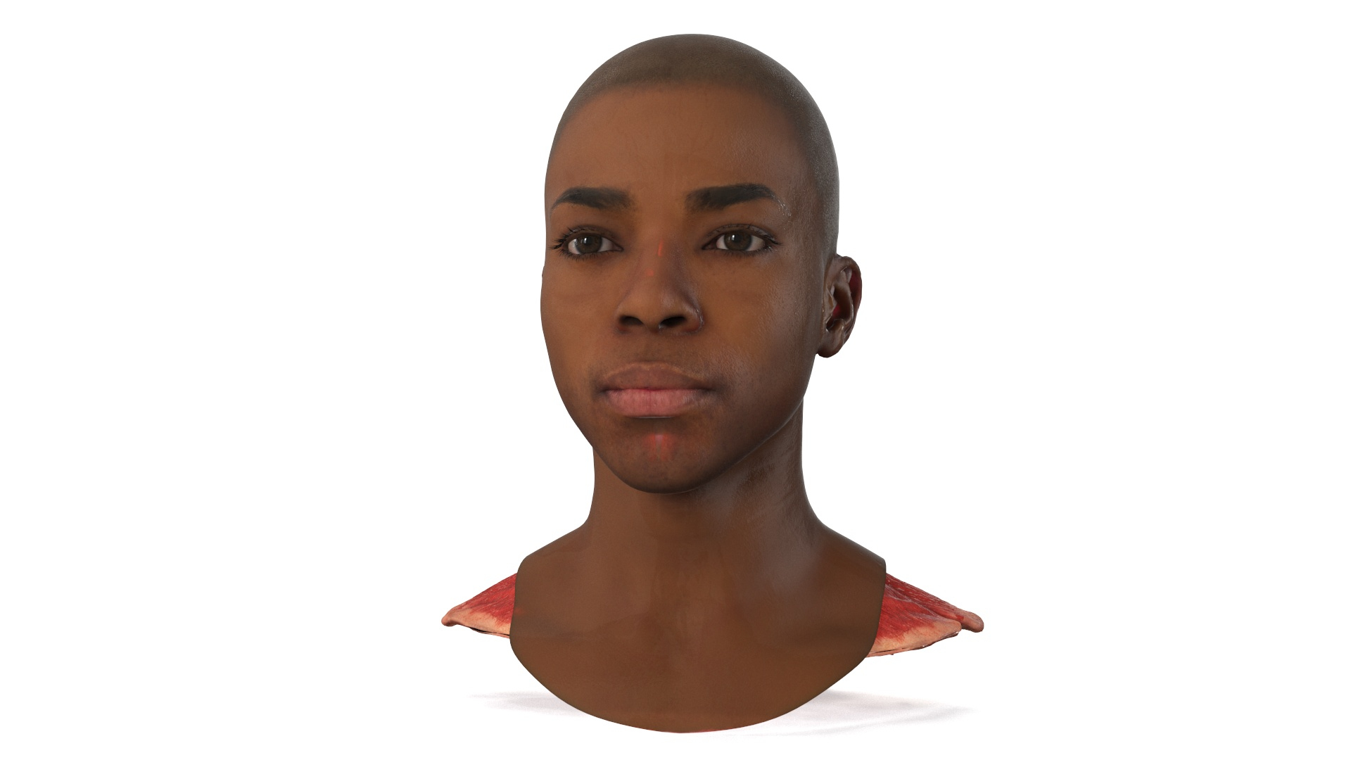 Man Head Anatomy 3D - TurboSquid 2286837