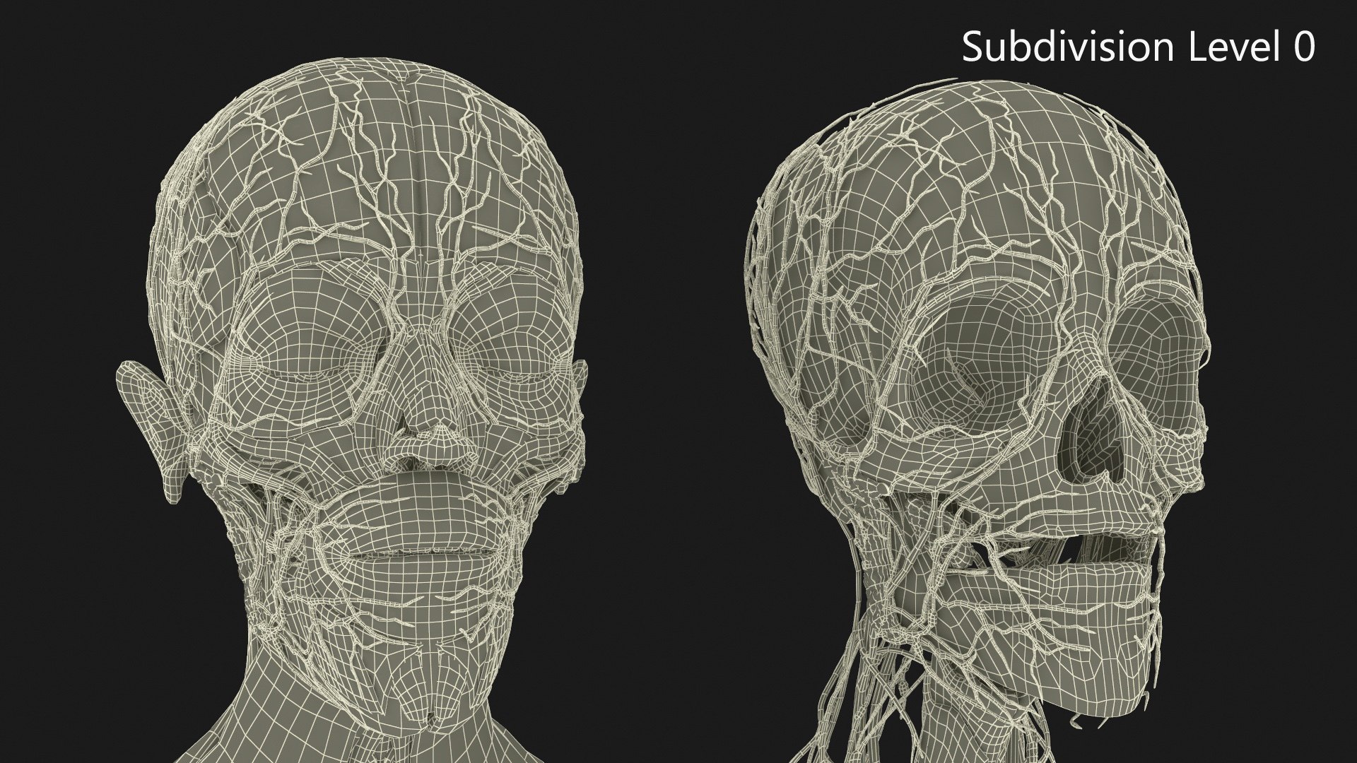 Man Head Anatomy 3D - TurboSquid 2286837
