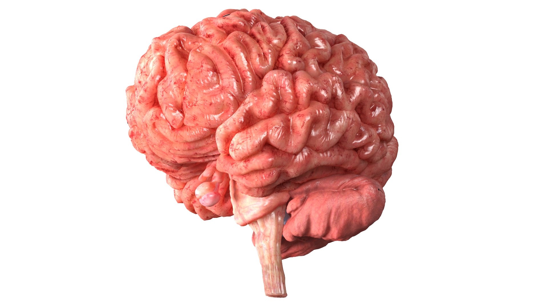 Man Head Anatomy 3D - TurboSquid 2286837