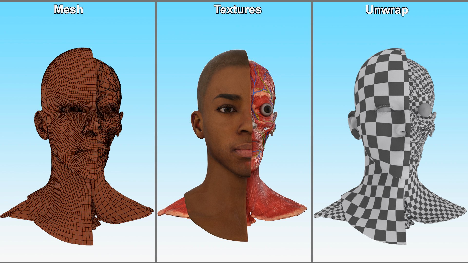 Man Head Anatomy 3D - TurboSquid 2286837