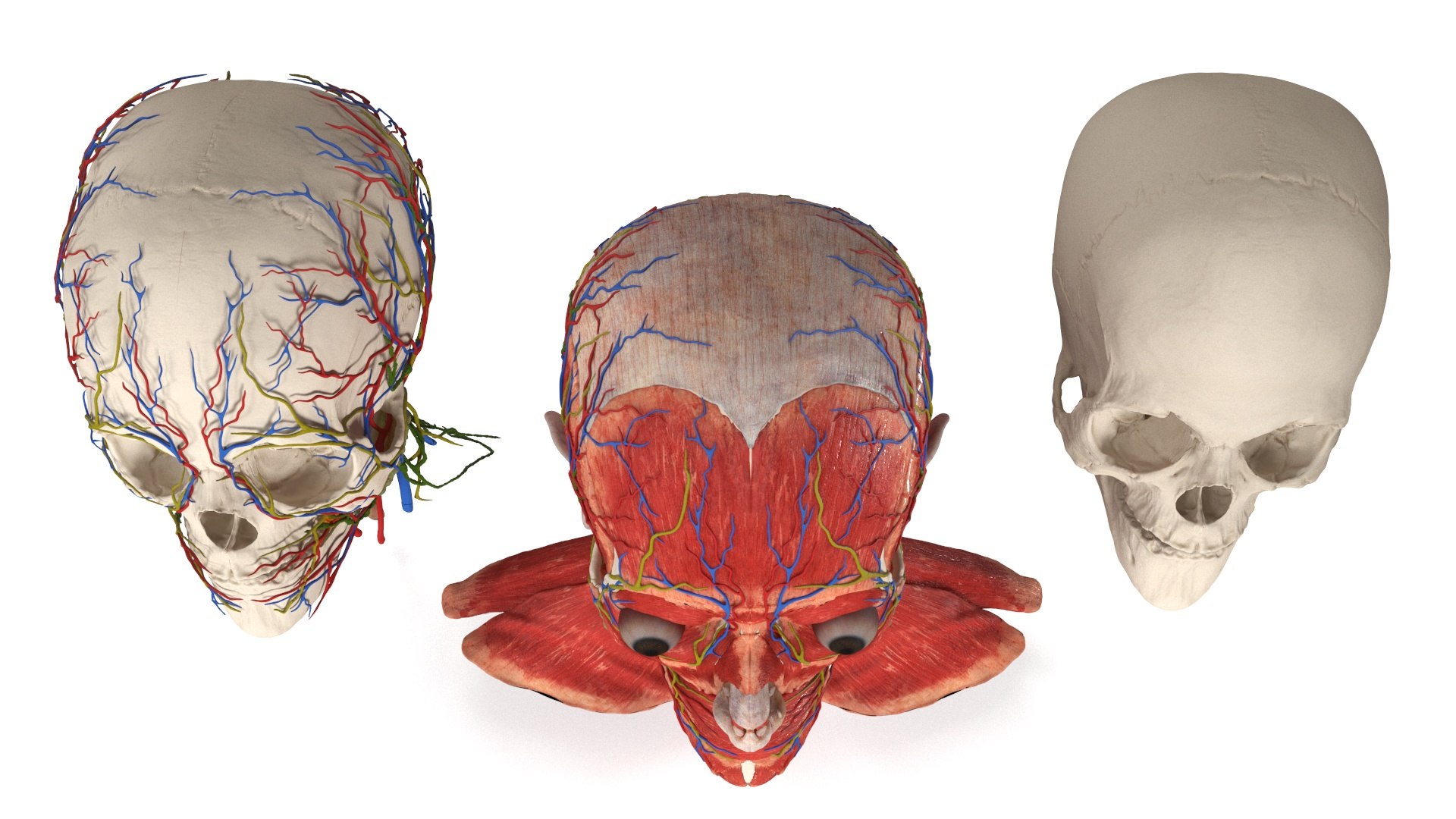 Man Head Anatomy 3D - TurboSquid 2286837