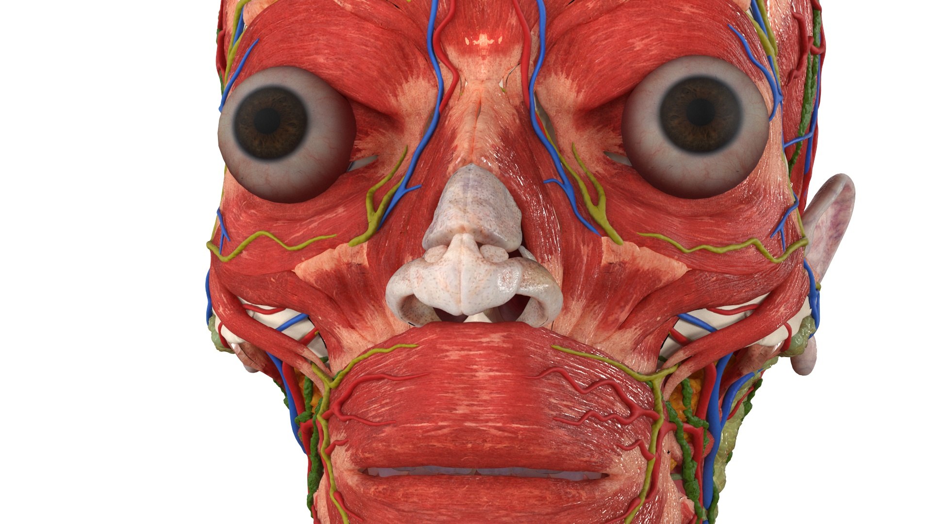 Man Head Anatomy 3D - TurboSquid 2286837