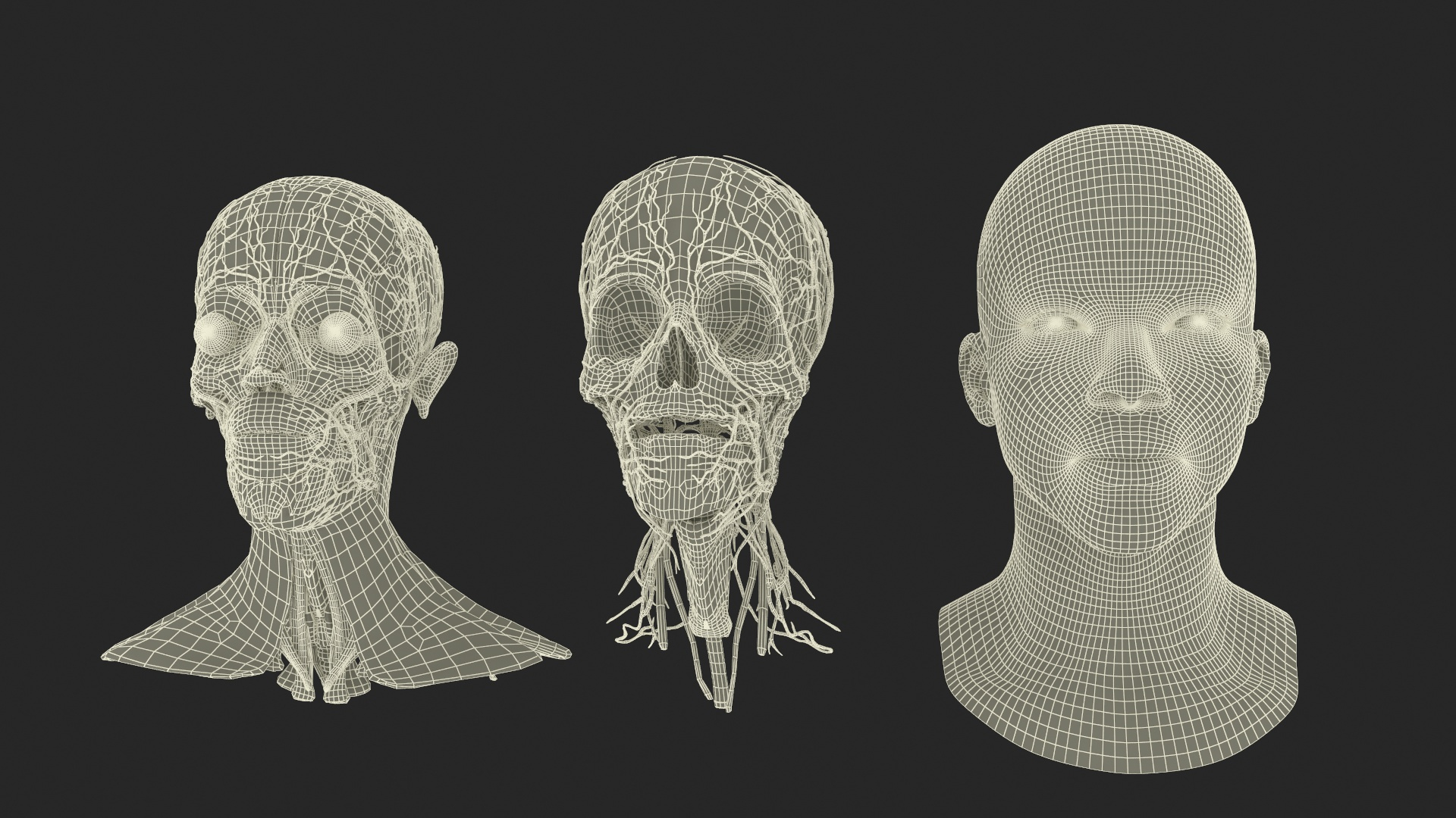 Man Head Anatomy 3D - TurboSquid 2286837