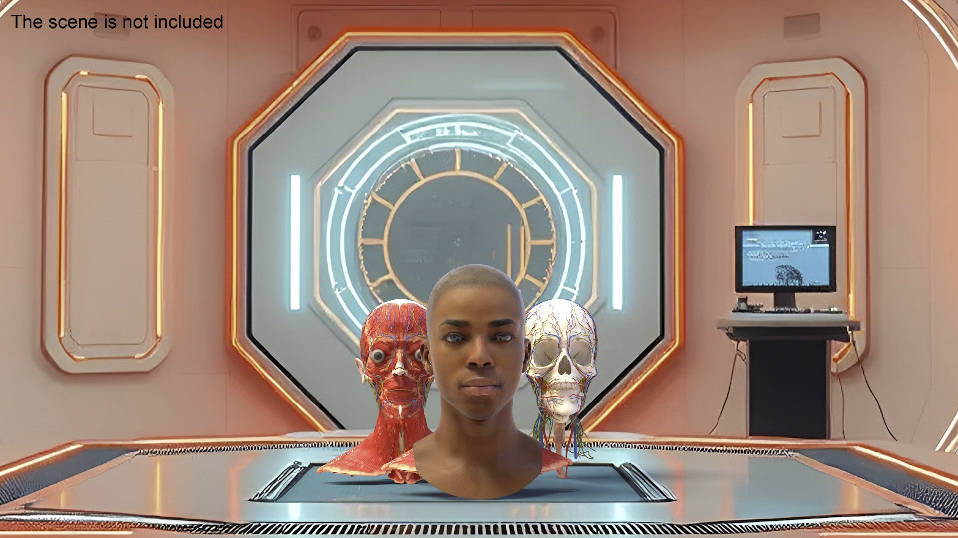 Man Head Anatomy 3D - TurboSquid 2286837