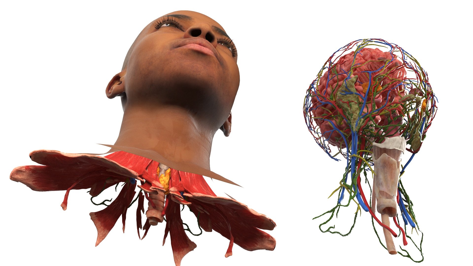 Man Head Anatomy 3D - TurboSquid 2286837