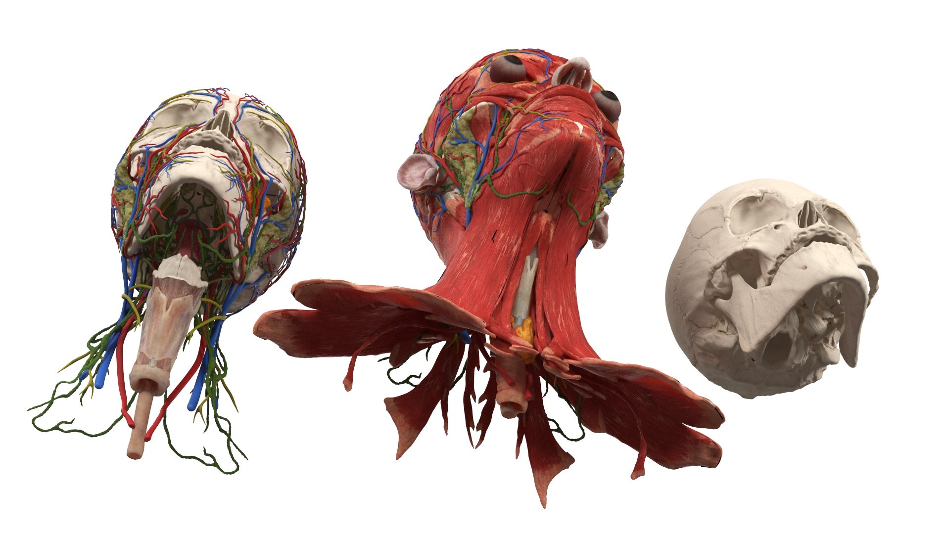 Man Head Anatomy 3D - TurboSquid 2286837