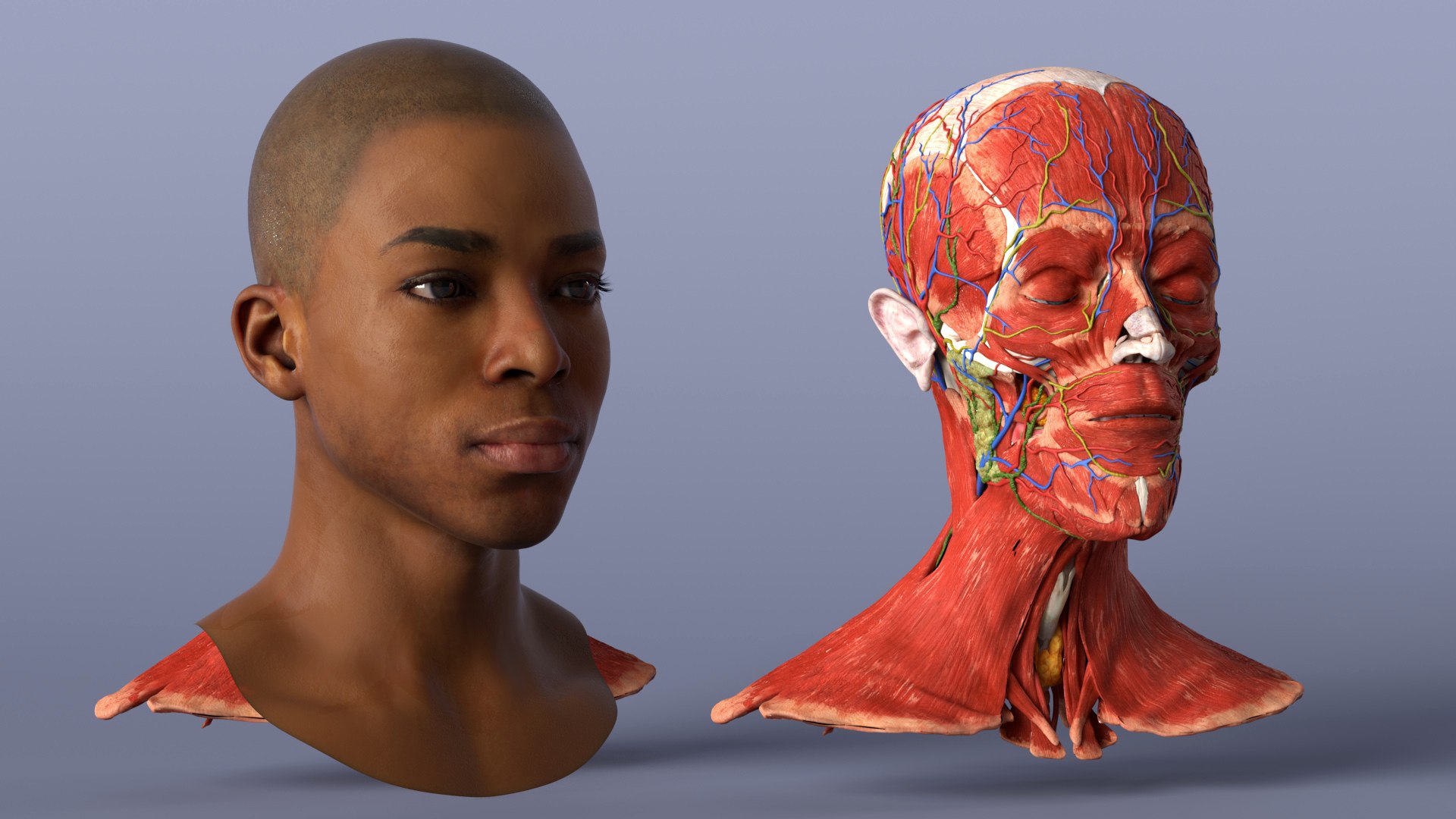 Man Head Anatomy 3D - TurboSquid 2286837