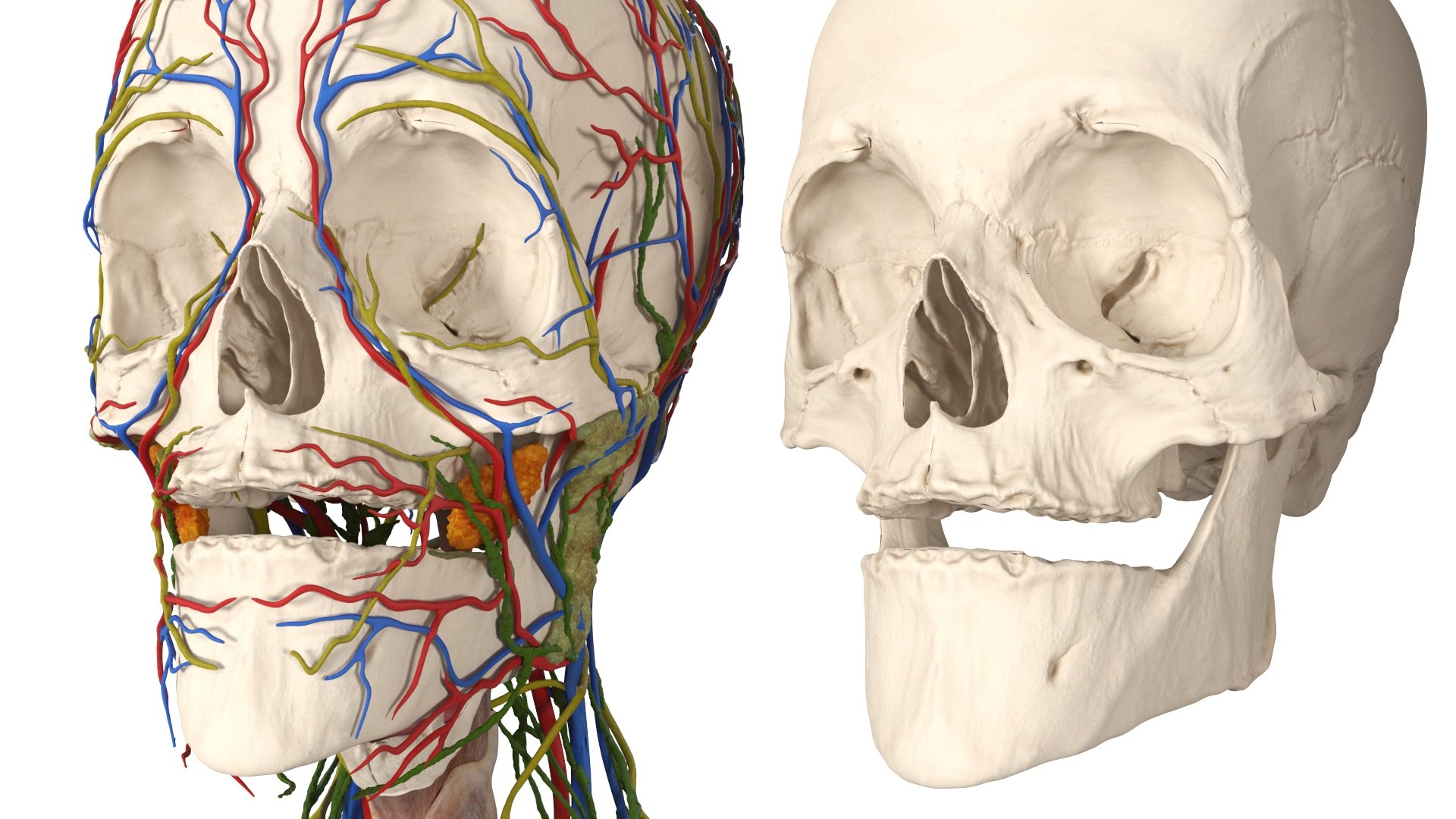 Man Head Anatomy 3D - TurboSquid 2286837