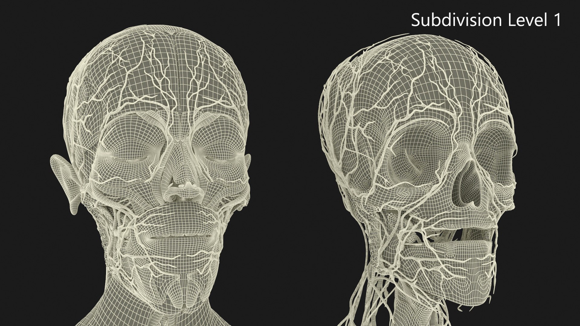 Man Head Anatomy 3D - TurboSquid 2286837