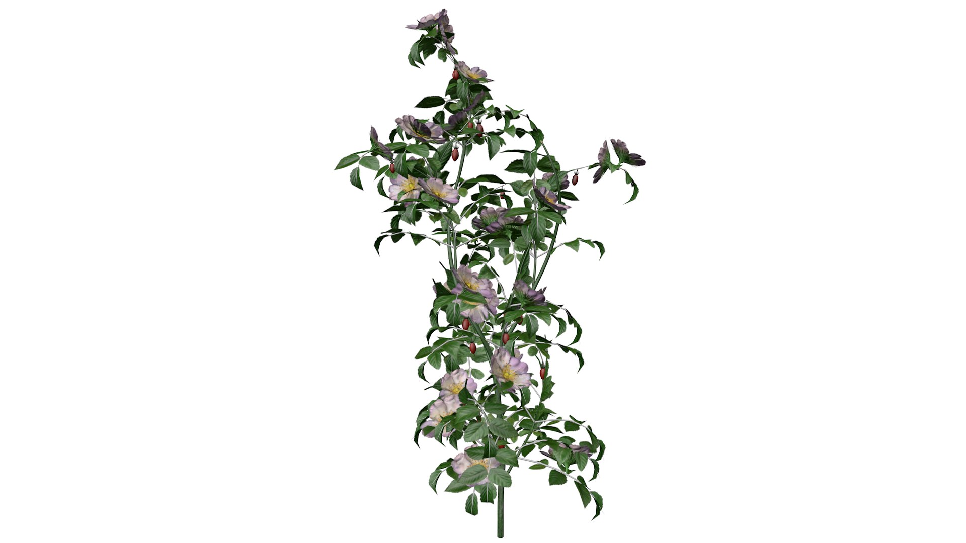 Dog Rose Plant Collection 3D Model - TurboSquid 2378071