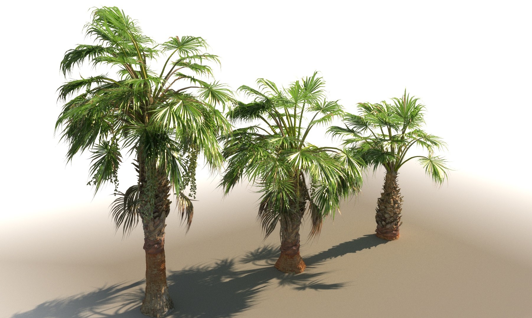 China Palm Pack Tree 3D - TurboSquid 1359682