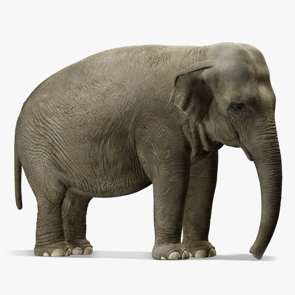 Elephant 3D Models for Download | TurboSquid