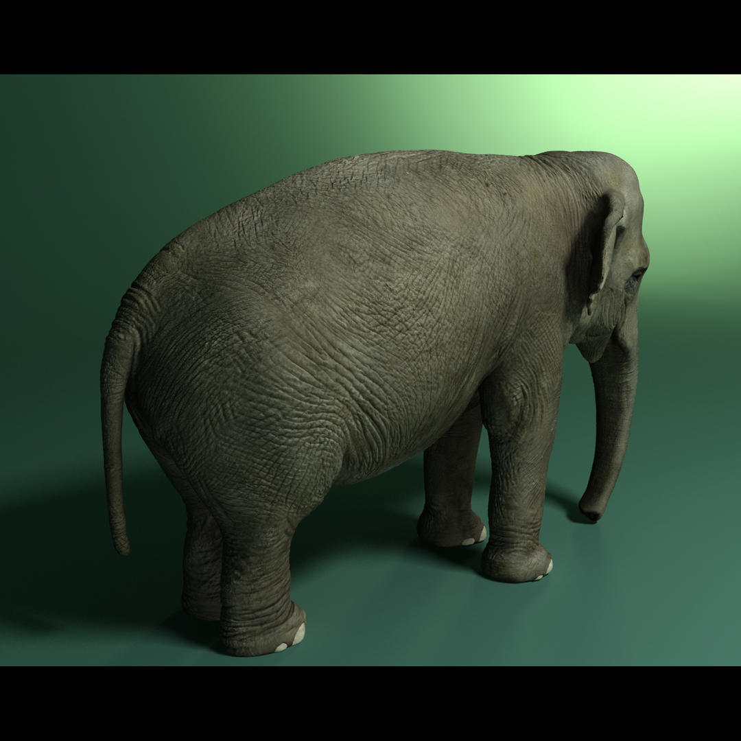 asian elephant max