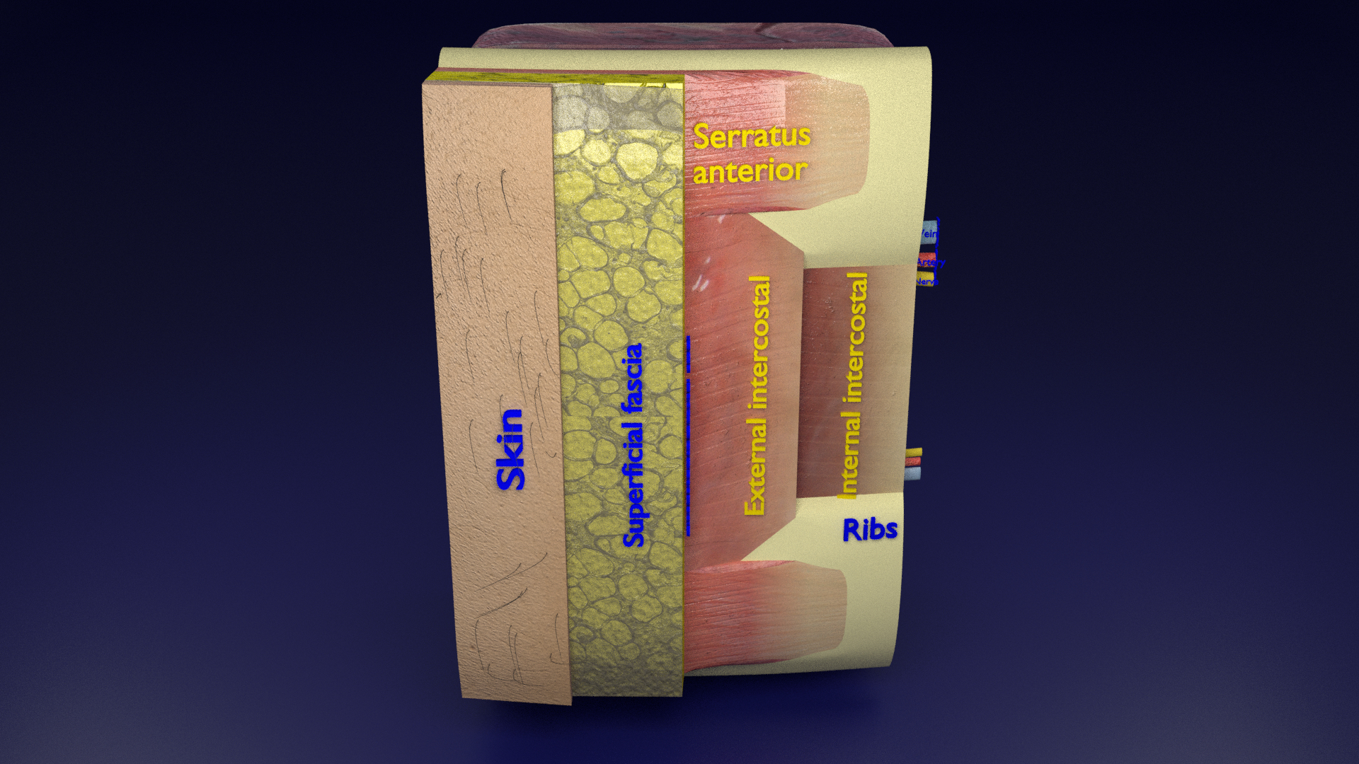 Thoraci Wall Layers Model - TurboSquid 1674521