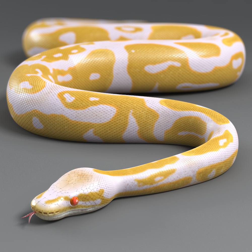 3d max albino ball python