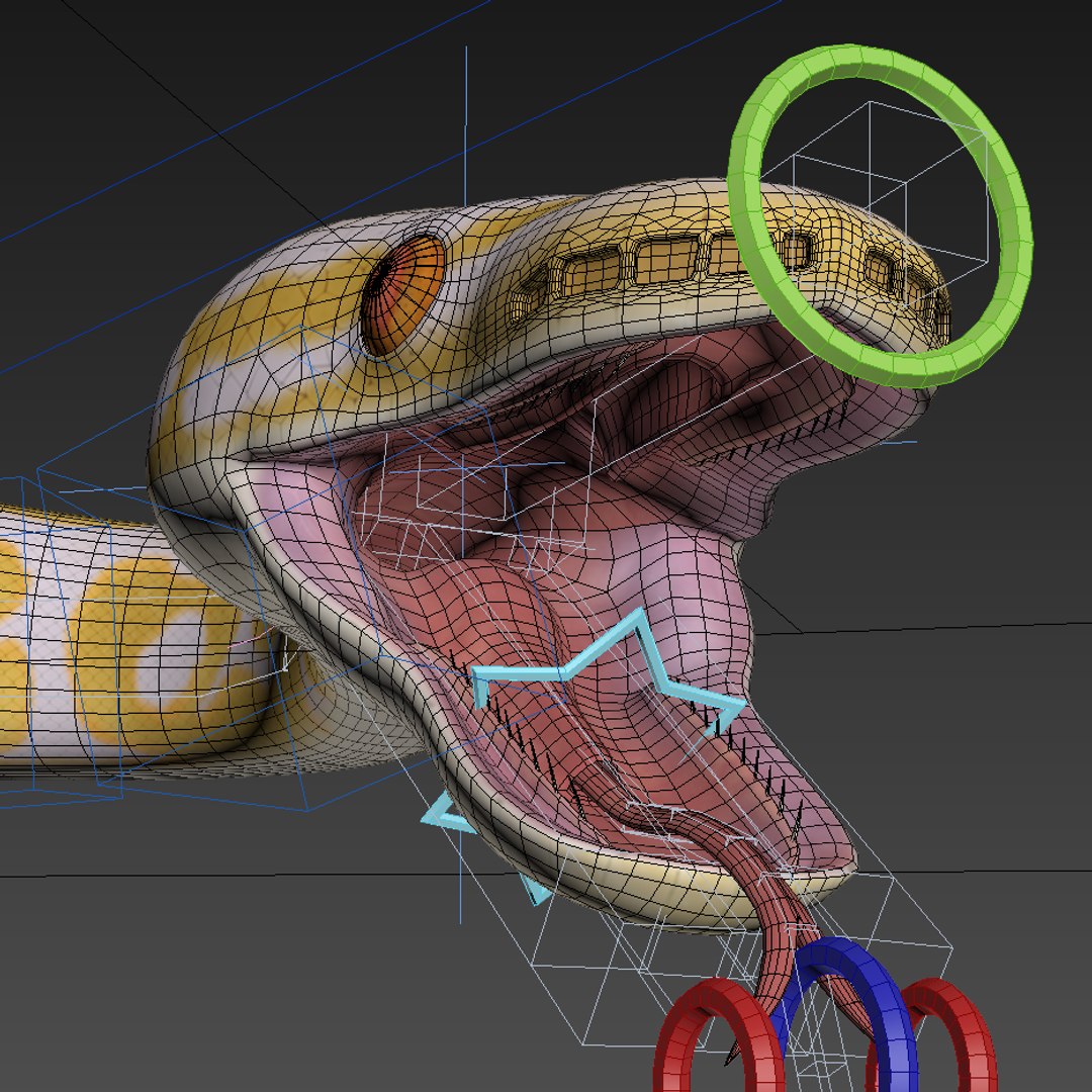 3d Max Albino Ball Python