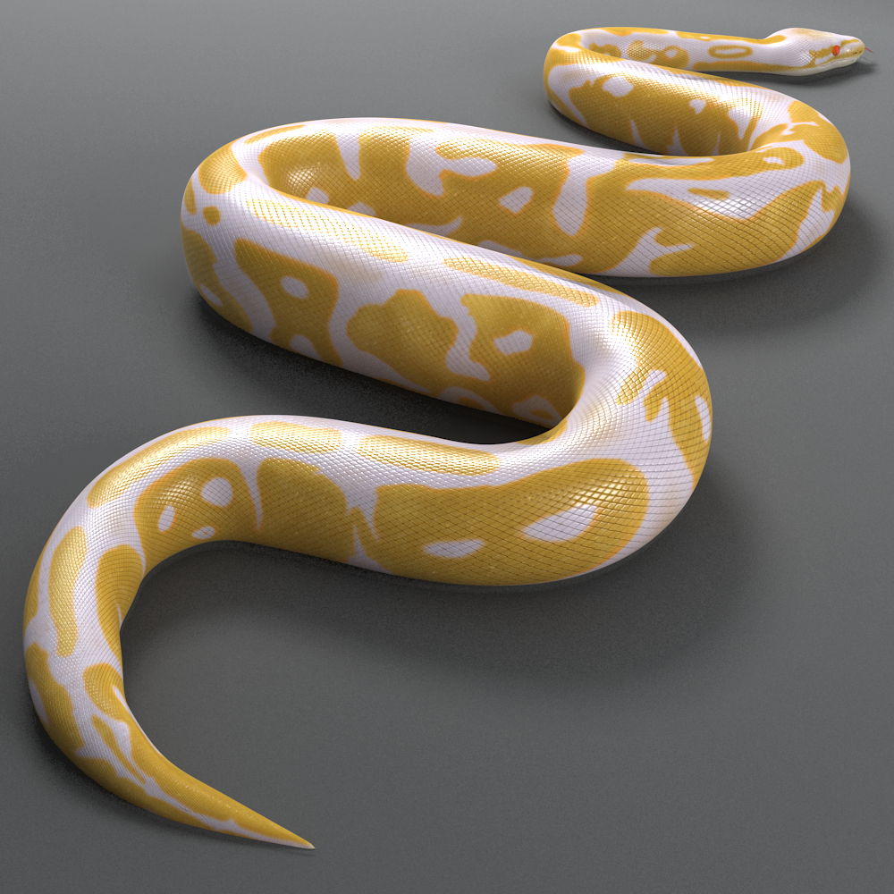 3d max albino ball python