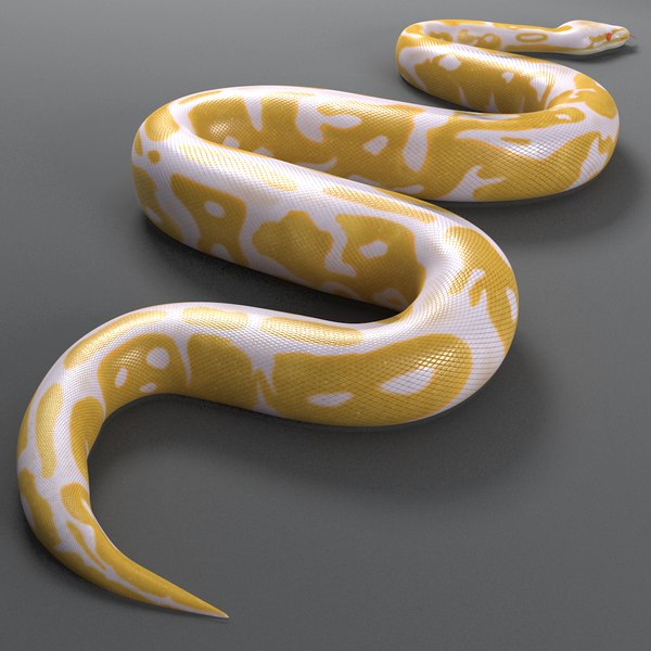 3d max albino ball python