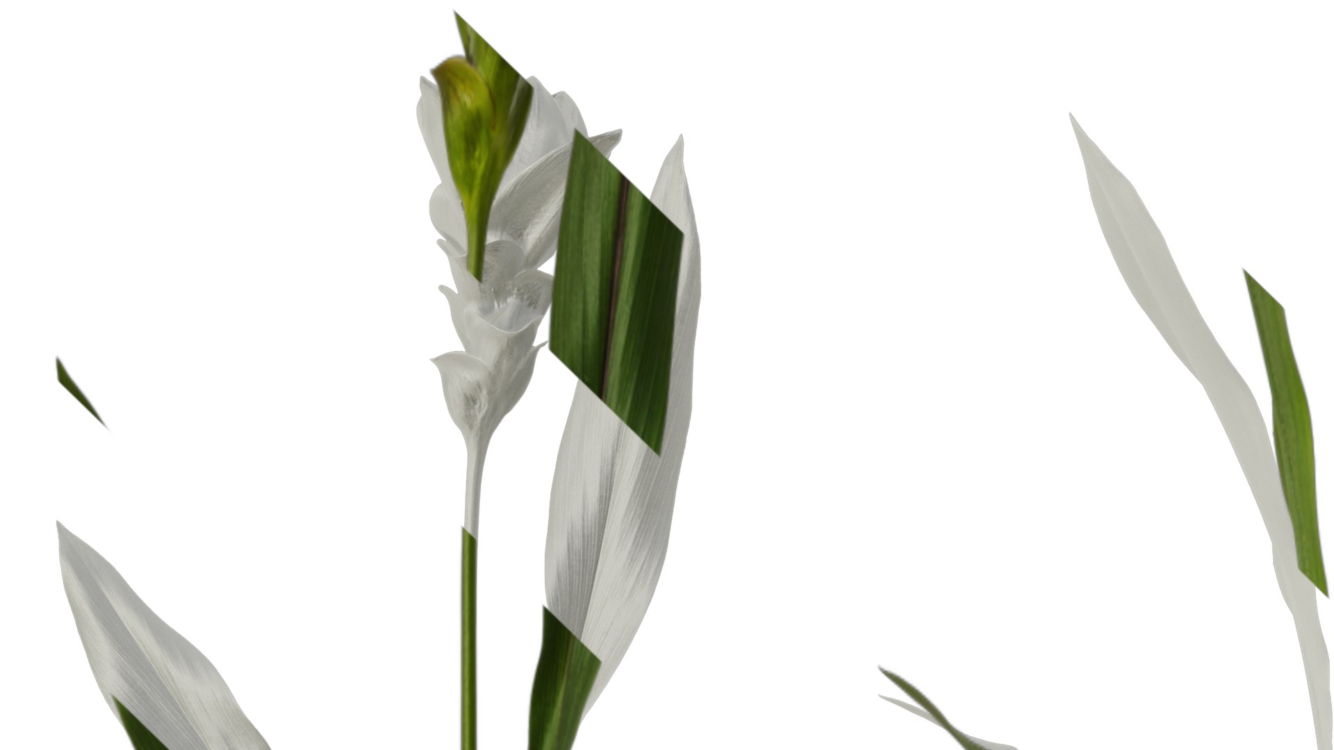 3D Anydrafts Curcuma Alismatifolia Atlas 01 Textures Model - TurboSquid ...