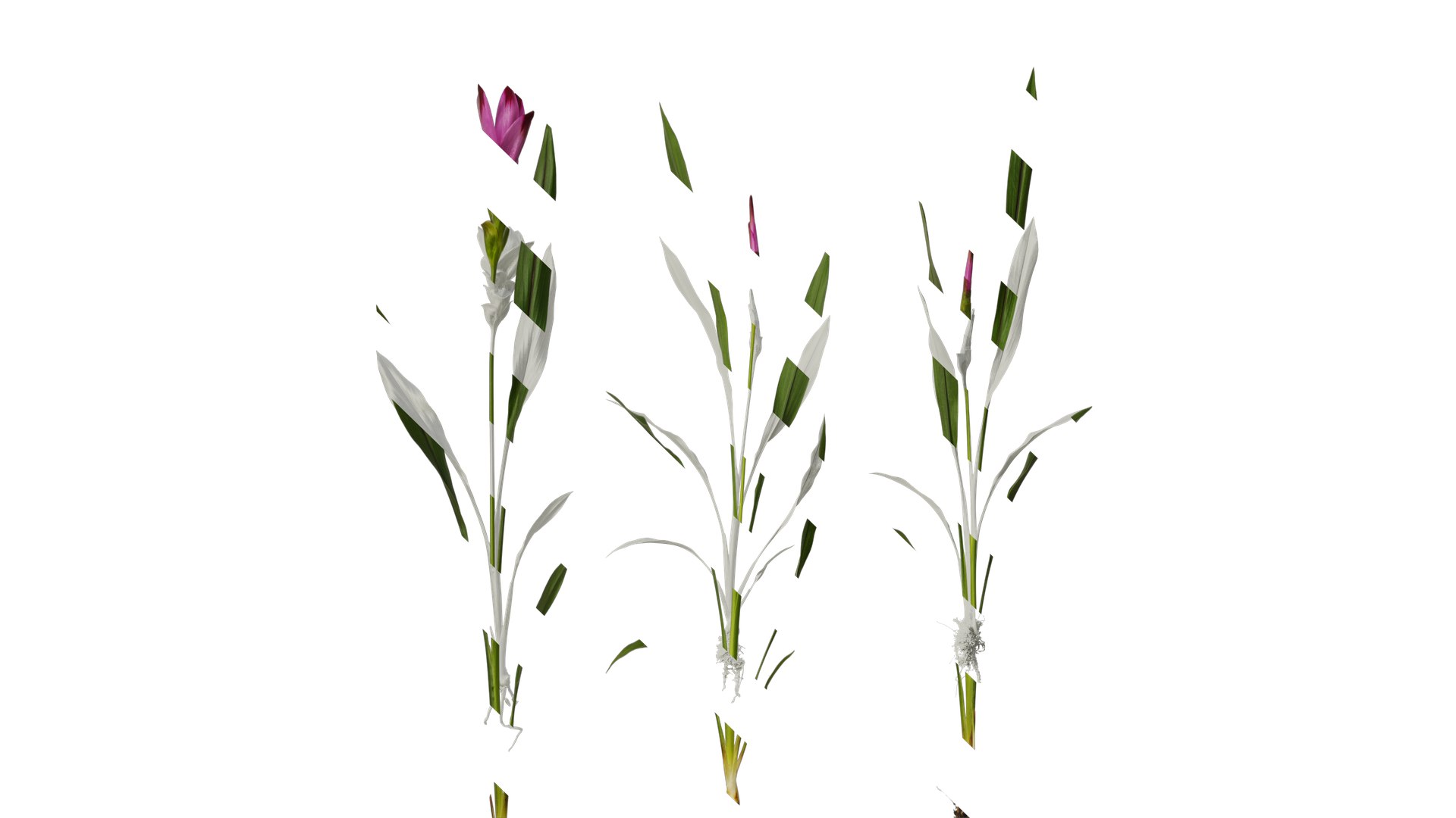 3D Anydrafts Curcuma Alismatifolia Atlas 01 Textures Model - TurboSquid ...