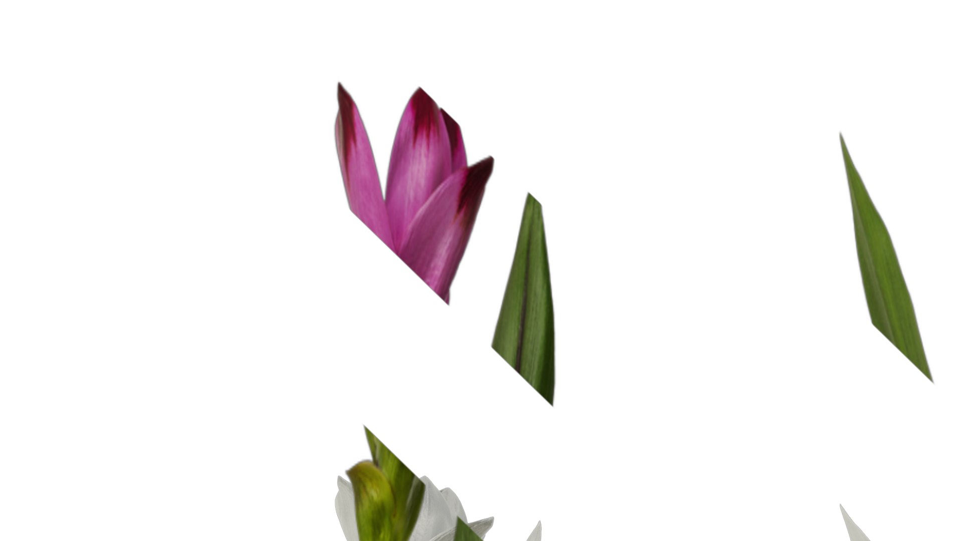 3D Anydrafts Curcuma Alismatifolia Atlas 01 Textures Model - TurboSquid ...