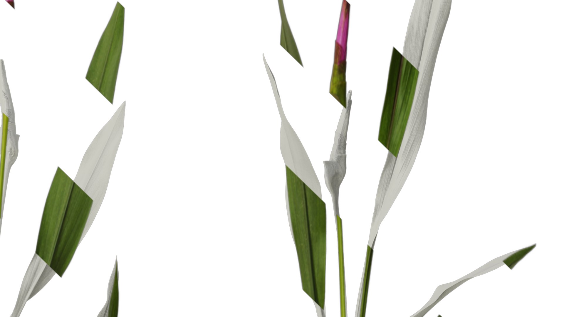 3D Anydrafts Curcuma Alismatifolia Atlas 01 Textures Model - TurboSquid ...