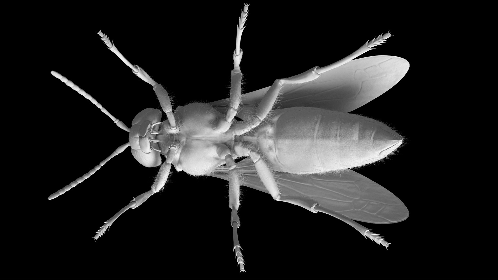 3D Wasp Vespula Germanica - TurboSquid 2230771