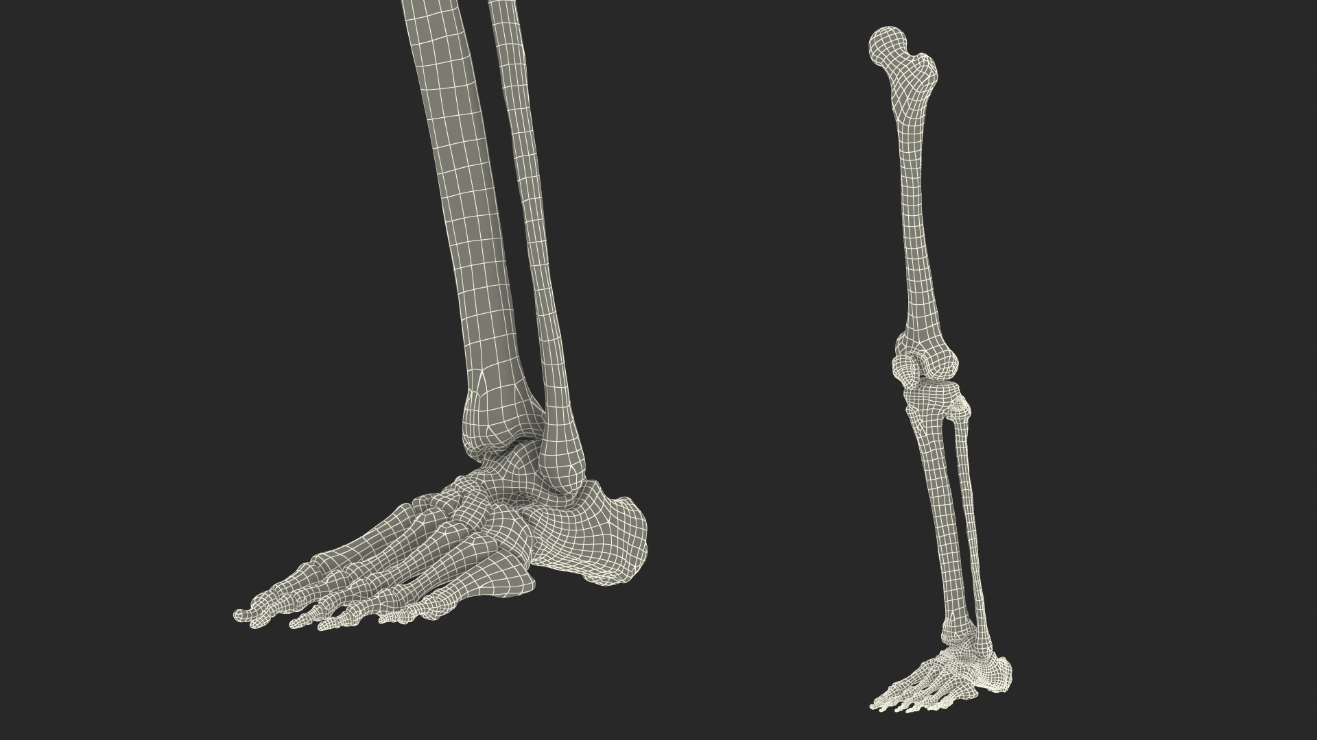 3D Male Leg Foot Skeleton Human - TurboSquid 1466715
