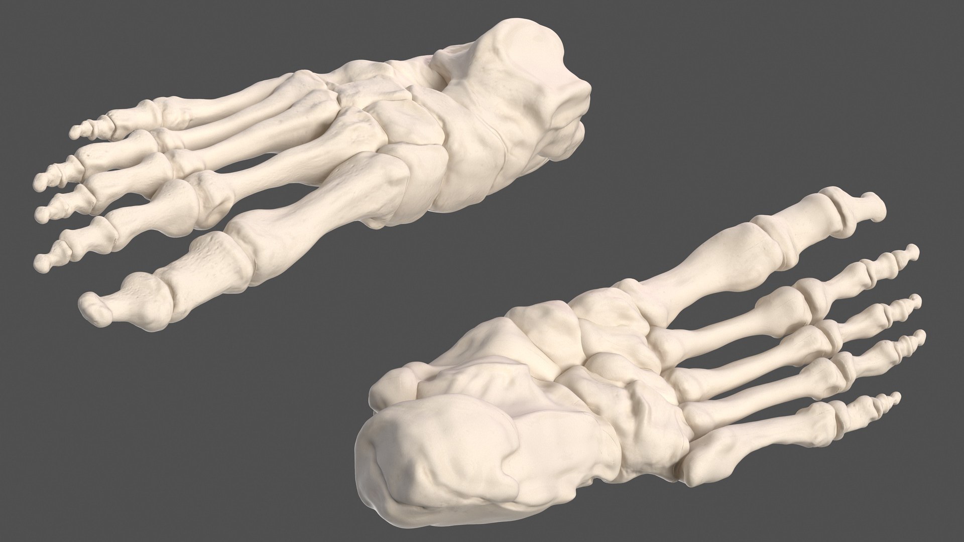3D Male Leg Foot Skeleton Human - TurboSquid 1466715