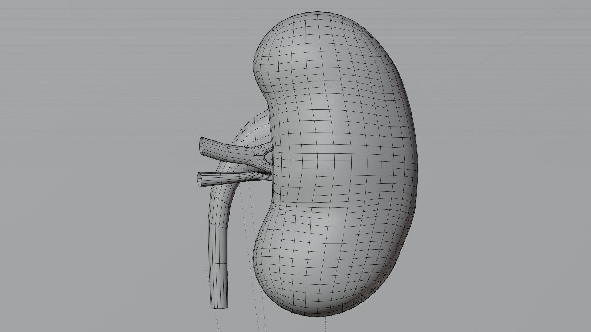 Kidney 3D - TurboSquid 2114291