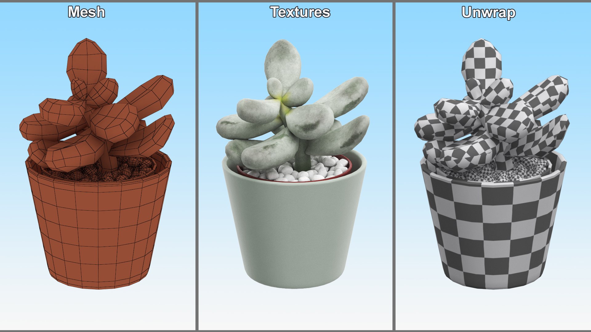 Succulent Plant Pachyphytum 3D model - TurboSquid 1956031