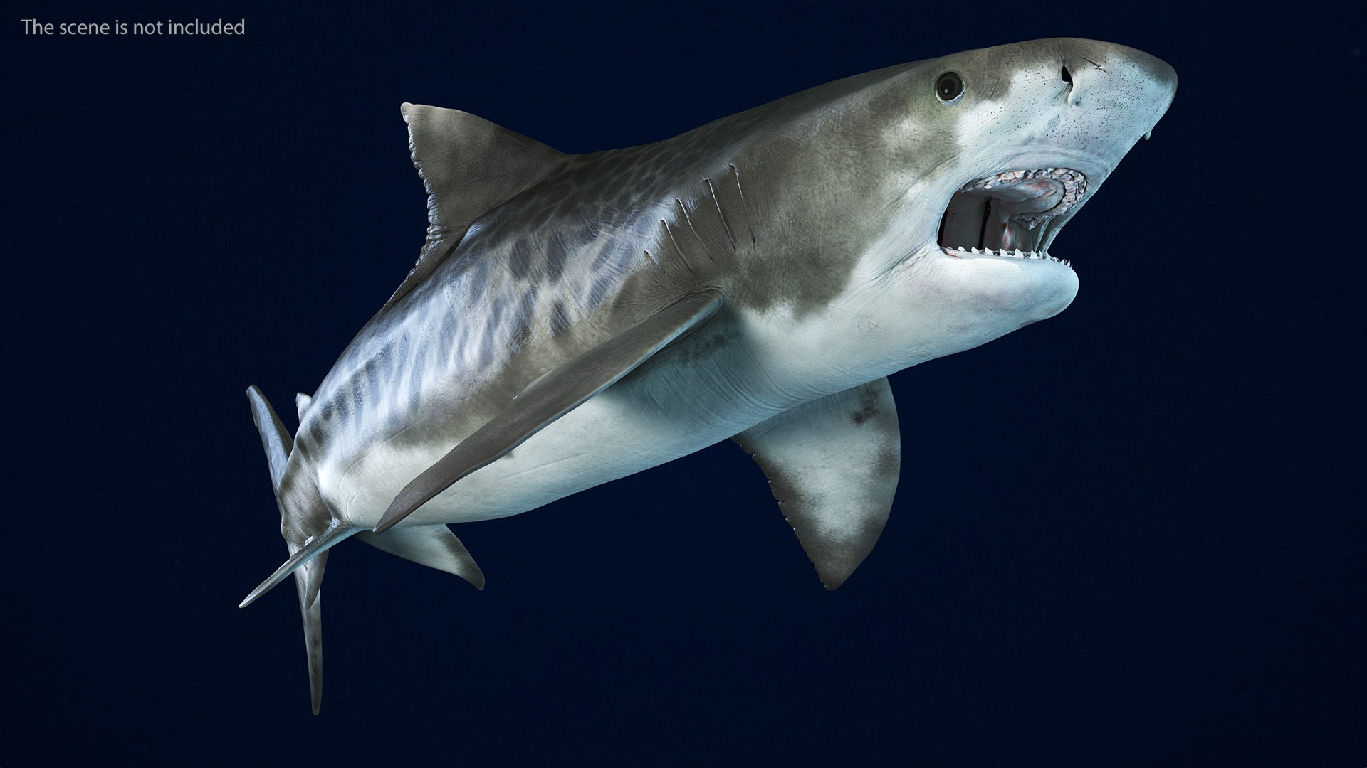 Tiger Shark Rigged For Maya 3D - TurboSquid 2345988