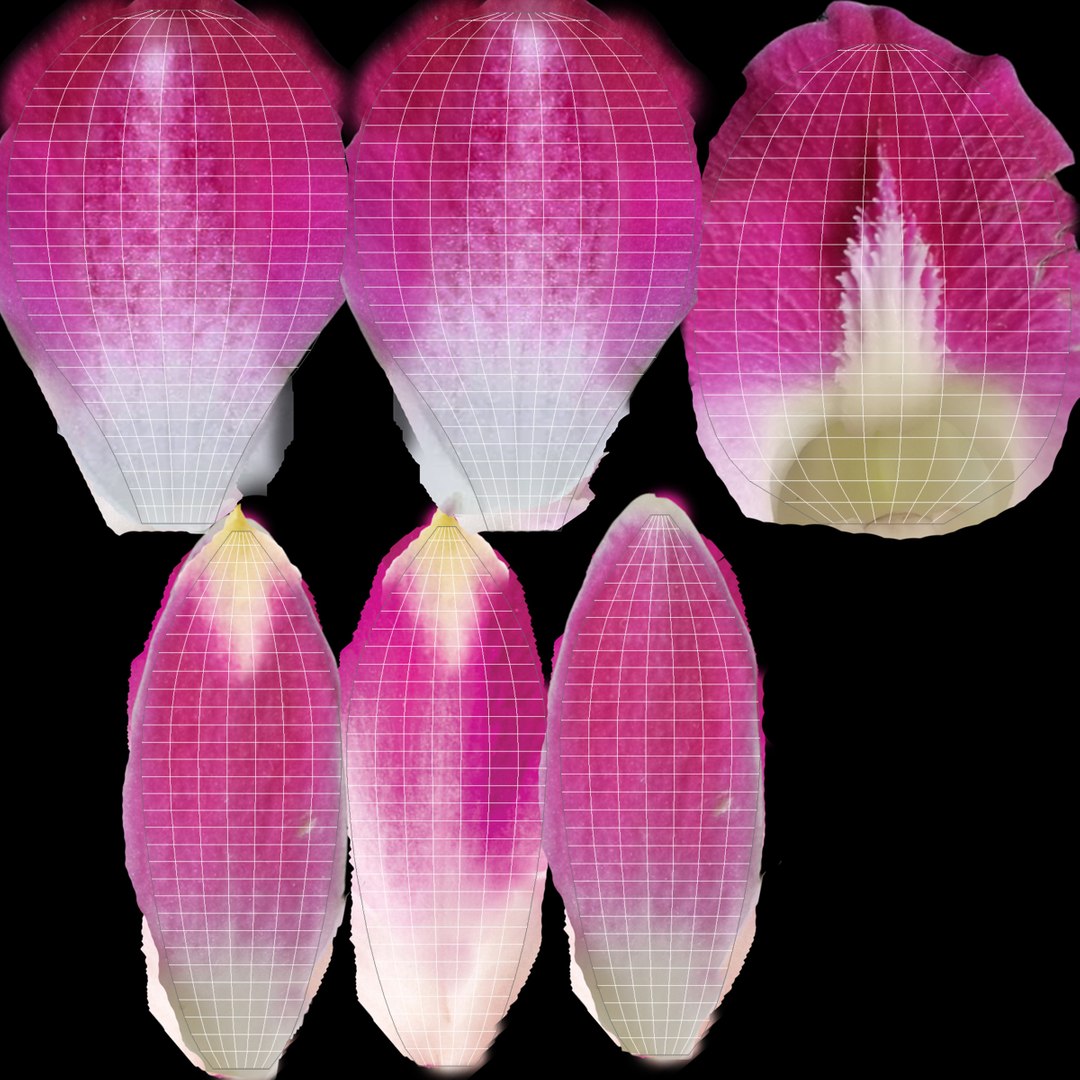 Hawaiian Lei 3d Model